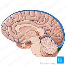 Dural venous sinuses: Anatomy | Kenhub