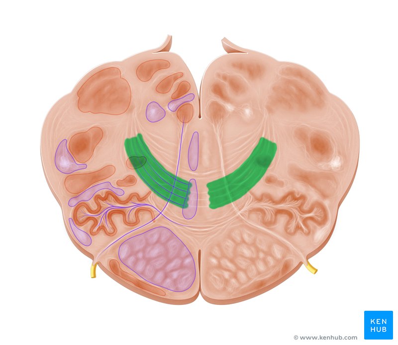 Medulla oblongata: Anatomy and clinical aspects | Kenhub