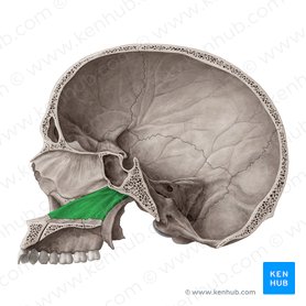Vomer: anatomy, location, and function | Kenhub