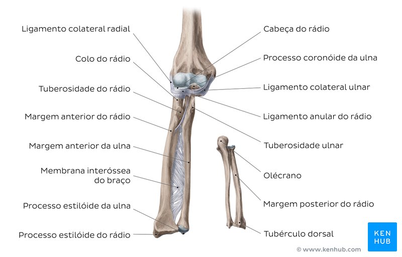 Antebraço e cotovelo - Anatomia, músculos, ossos | Kenhub