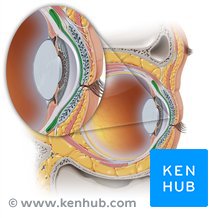 conjunctival sac volume