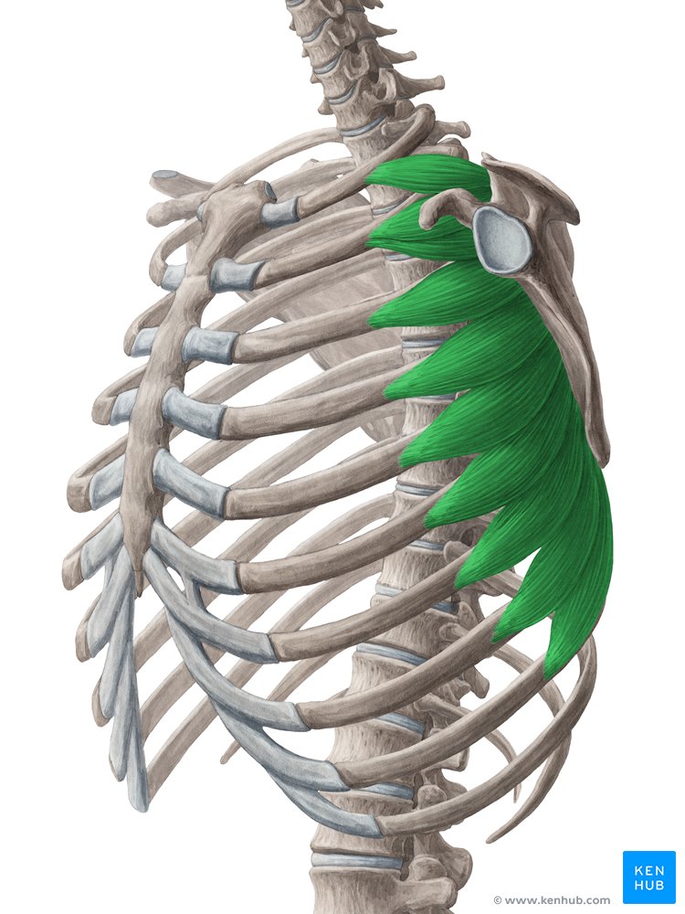 Músculo serrátil anterior: Origem, inserção e ação | Kenhub