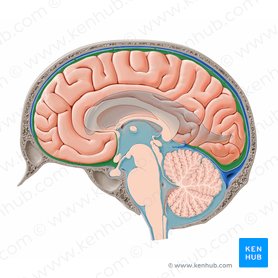 Ventricles of the brain: Anatomy and pathology | Kenhub