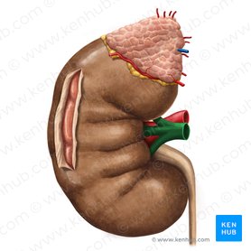 Kidneys: Anatomy, function and internal structure | Kenhub