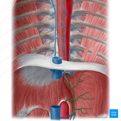 Left gastric vein: Anatomy, tributaries, drainage | Kenhub