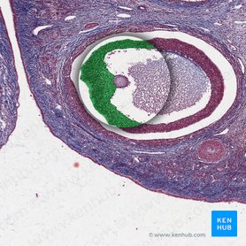 Ovarialzyklus - Ablauf und Klinik | Kenhub