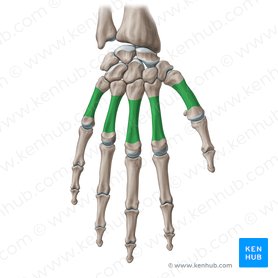 Dorsal interossei of hand: Anatomy and function | Kenhub