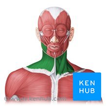 Anterior neck muscles: Anatomy, groups and functions | Kenhub
