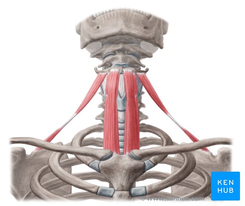 Strap Muscles Anatomy
