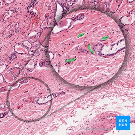 Capillaries: Continuous, fenestrated and sinusoidal | Kenhub