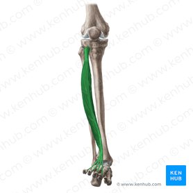 Leg muscles: Anatomy and function of the leg compartments | Kenhub