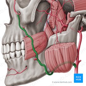 Facial artery: Anatomy, branches and clinical points | Kenhub