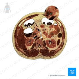 Bile duct: anatomy, pathway and function | Kenhub