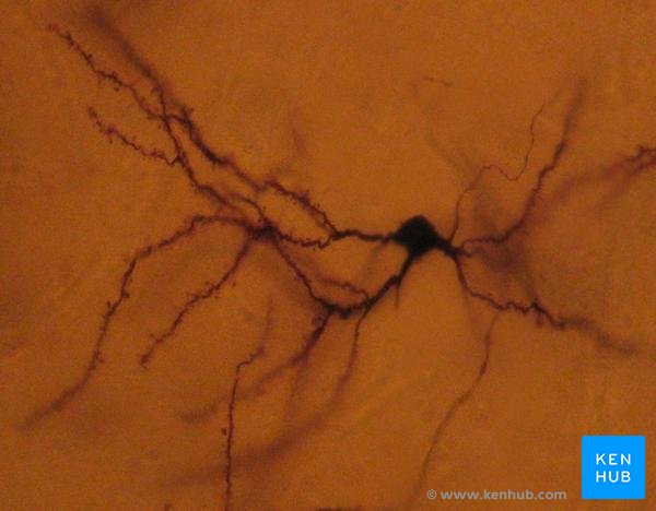 neuron slide under microscope