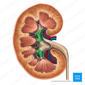 Riñones: Anatomía, función y estructura interna | Kenhub