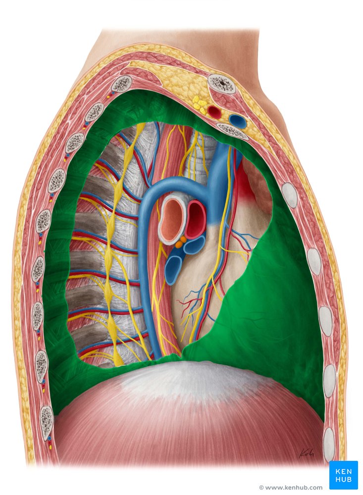 Pleura parietalis: Anatomie, Lage, Aufbau | Kenhub