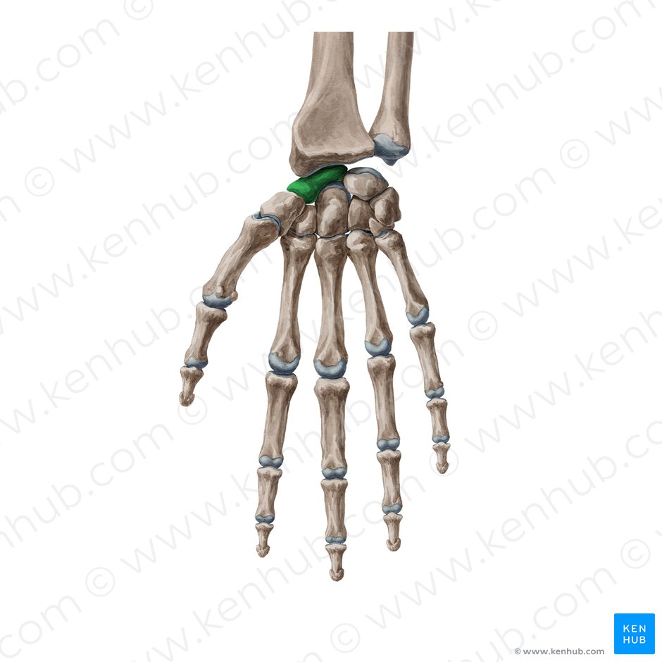 carpal-bones-anatomy-relations-and-mnemonic-kenhub