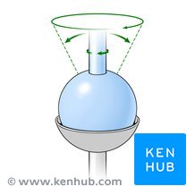 Ball and socket joint: anatomy and classification | Kenhub