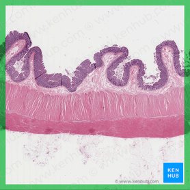 Colon: Anatomy, histology, composition, function | Kenhub