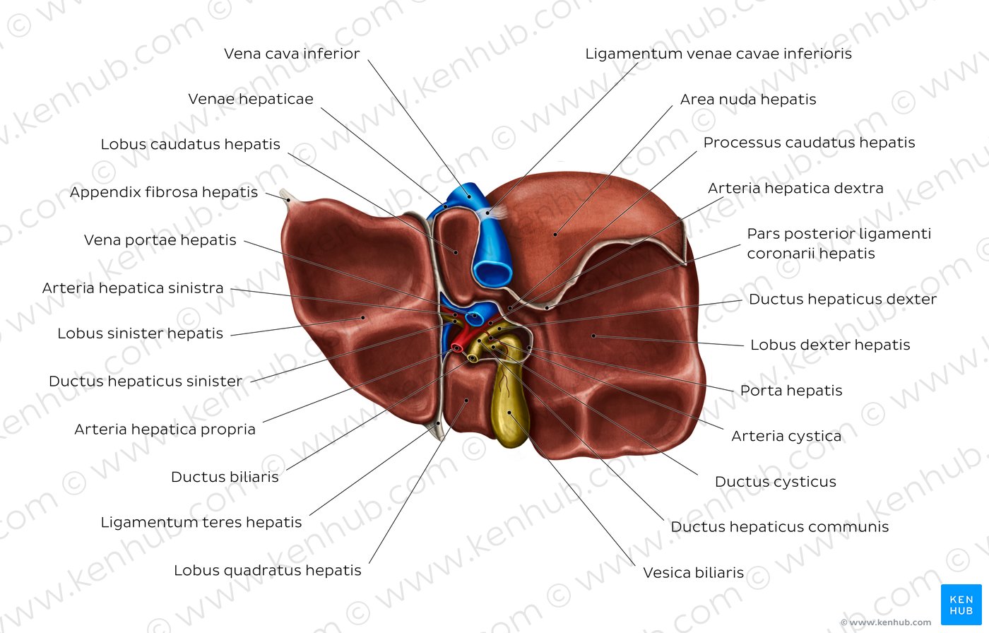 Leber und Gallenblase - Anatomie, Lage und Funktion | Kenhub