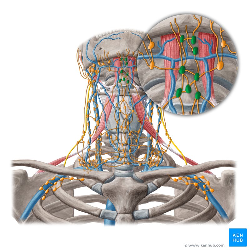 Submental Lymph Nodes Kenhub