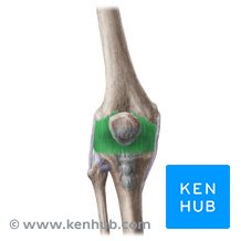 Capsule articulaire : Anatomie et fonction | Kenhub