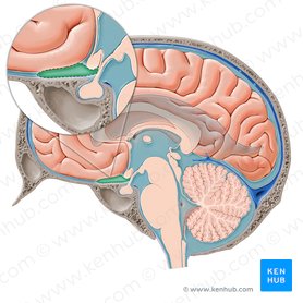 Ventricles of the brain: Anatomy and pathology | Kenhub
