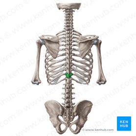 Thoracic vertebrae: Anatomy, function and definition | Kenhub