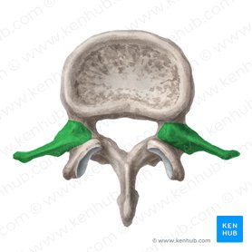 Lendenwirbelsäule (LWS) - Anatomie, Aufbau und Gelenke | Kenhub
