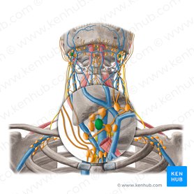 Lymph nodes of the head, neck and arm | Kenhub