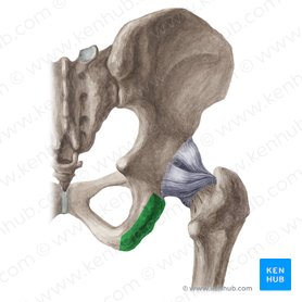 Ischial tuberosity: anatomy, structure and function | Kenhub