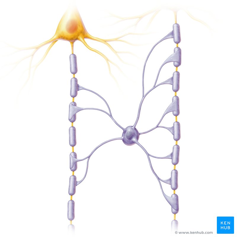 oligodendrocytes under microscope