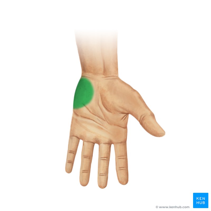 Hypothenar eminence: Anatomical structure | Kenhub