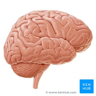 Brain, spinal cord and peripheral nervous system anatomy | Kenhub