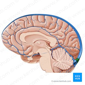 Confluence of sinuses: Anatomy, tributaries, drainage | Kenhub
