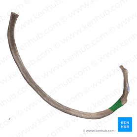 Subcostal muscles: Origin, insertion, innervation, action | Kenhub