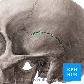 Temporal bone: Anatomy, parts, sutures and foramina | Kenhub