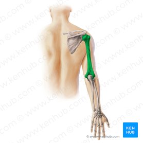 Húmero: Anatomía y correlaciones clínicas | Kenhub