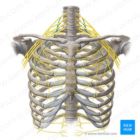 Long thoracic nerve: Origin, course and function | Kenhub