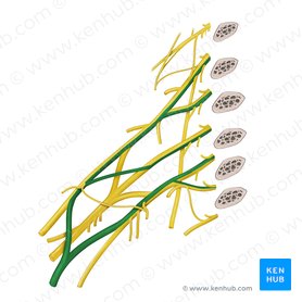 Nervus medianus: Anatomie, Verlauf, Innervation & Läsion | Kenhub