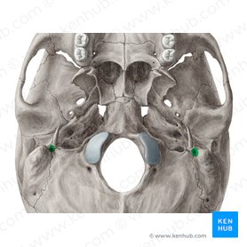 Stylomastoid foramen: definition, structure and function | Kenhub