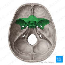 Hueso esfenoides: Anatomía, función y desarrollo | Kenhub