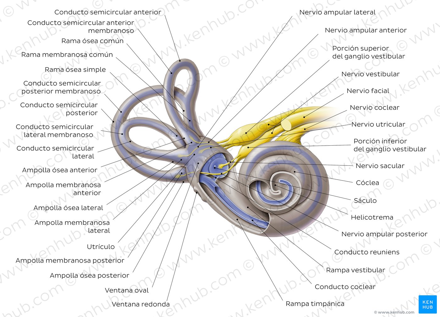 Oído: Estructura, partes, sistema auditivo | Kenhub