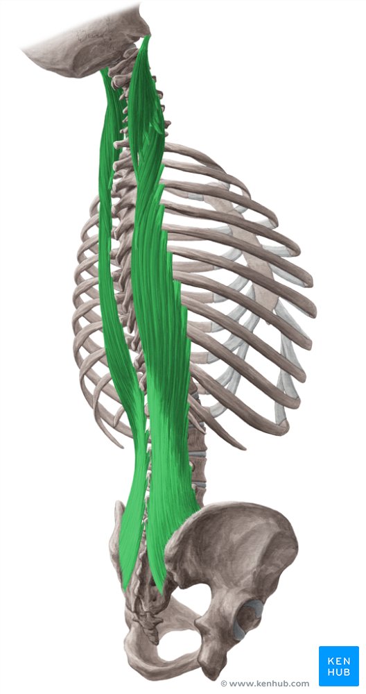 Músculos do dorso: Anatomia e funções | Kenhub