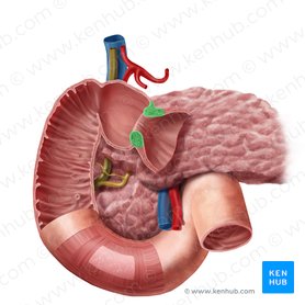 Pyloric sphincter: anatomy and function | Kenhub