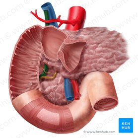 Bile duct: anatomy, pathway and function | Kenhub