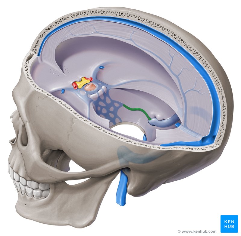 Inferior petrosal sinus: Anatomy, tributaries, drainage | Kenhub