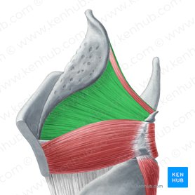 Laringe - Articulações, ligamentos e membranas | Kenhub