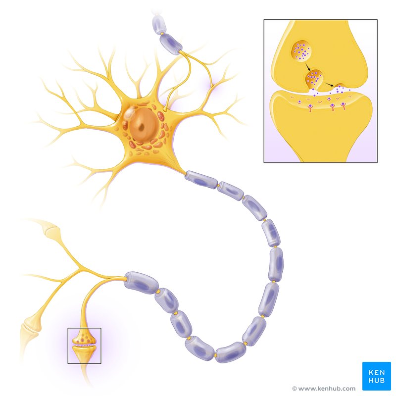 Neurotransmitters: Types, functions and disorders | Kenhub
