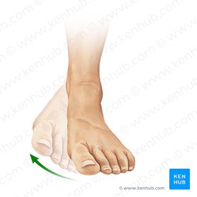 Sprunggelenk - Aufbau, Knochen, Bänder und Funktion | Kenhub